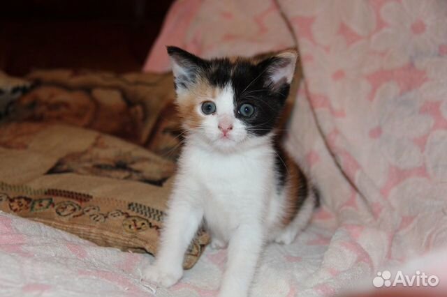 Цветные крошки горошки