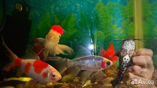 Отдам в добрые руки аквариум с рыбками