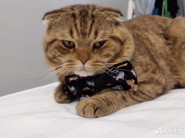 Шотландский кот на вязку