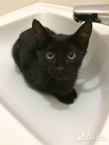 Котенок в дар