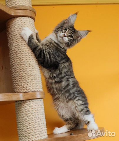 Кошечка мейн кун Эмили