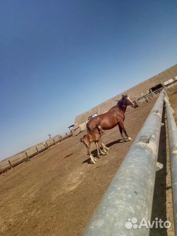 Продаю кабылу с жеребенком