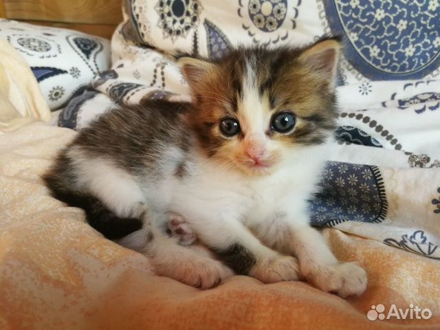 Котенок Мася, девочка