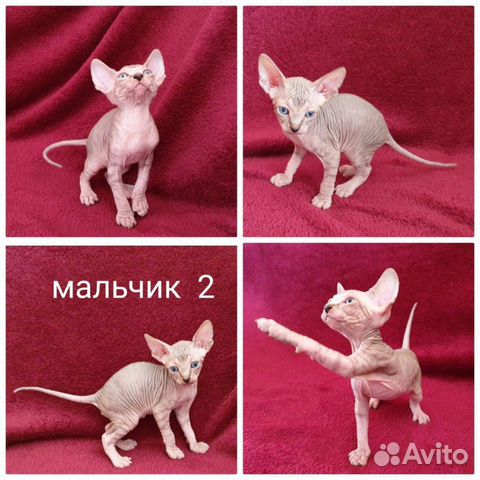 Котята Канадский сфинкс