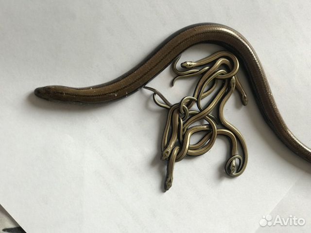 Ящерица (веретеница ломкая)