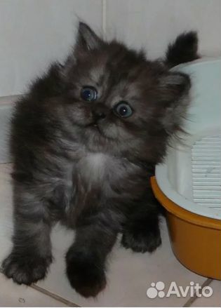 Котята шотланской породы хайленд страйт черный