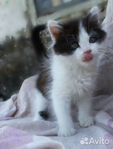 Котенок маркизного окраса в добрые руки