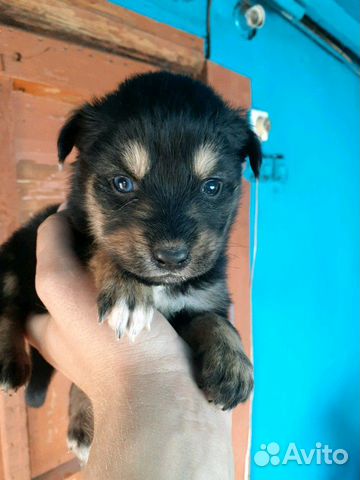 Щенки ротвейлер