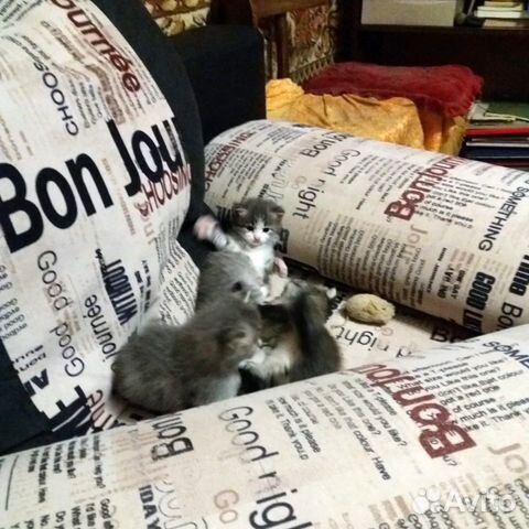 Самые красивые котята