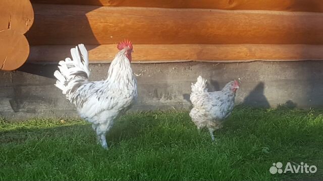 Куры маран сплеш семья 2+5