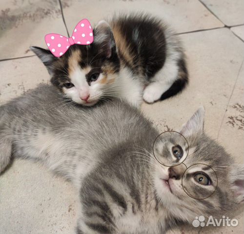 Котята 1.5 мес.- серый котик и рыжая кошечка