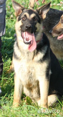 Вео девочка