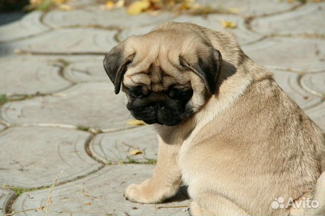 Высокопородные щенки мопса