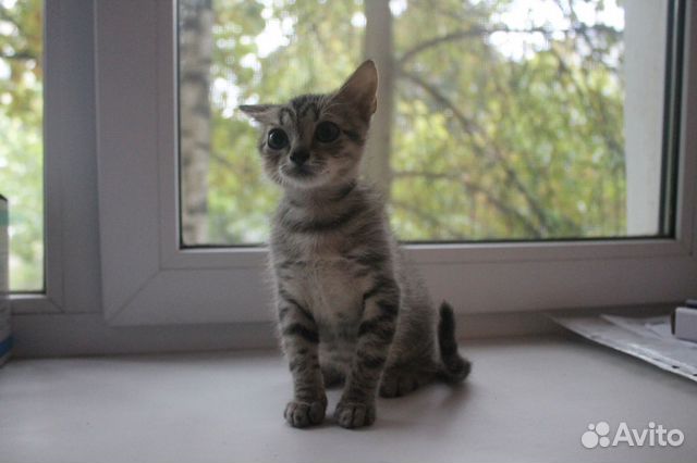 Найденный котенок