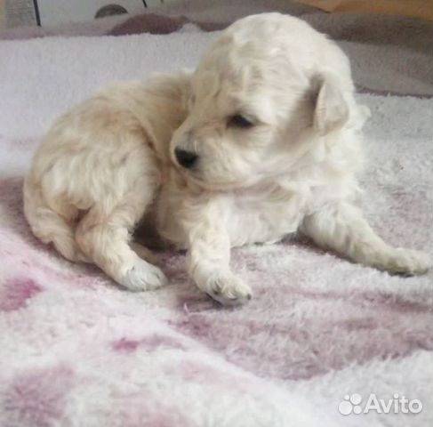 Белые мальчишки той и карликовые пудели