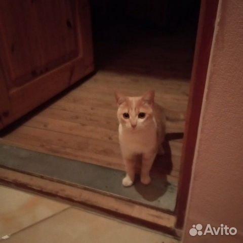 Кошечка мурлыка