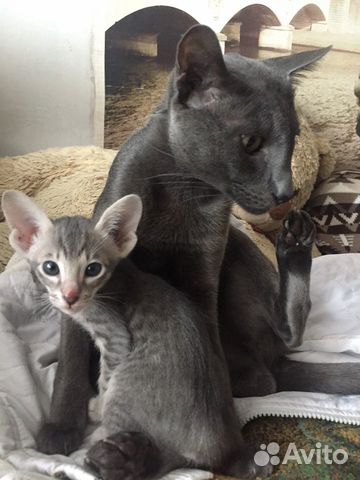 Кошечка ориентал