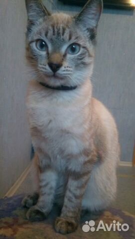 Невский котик