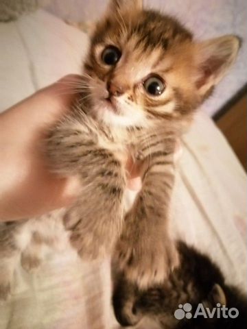 Отдам маленького тигрулю в добрые руки