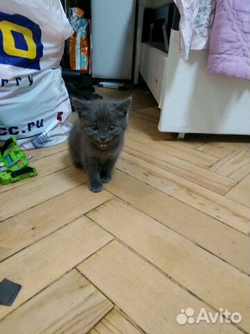 Котенок пепельного цвета