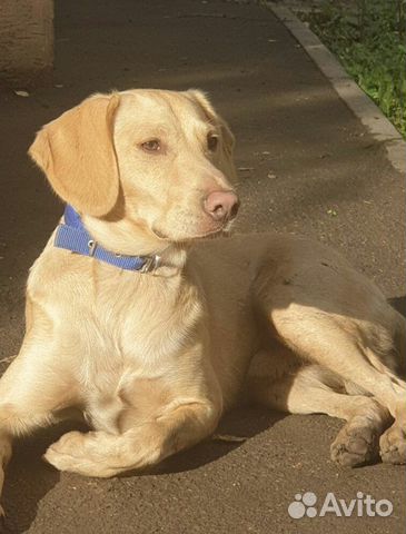 Собака ищет дом