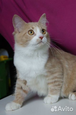 Пушистая рыжая красотка 4 мес (стерилизована)