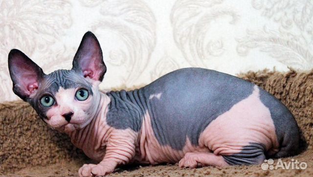 Зеленоглазое чудо