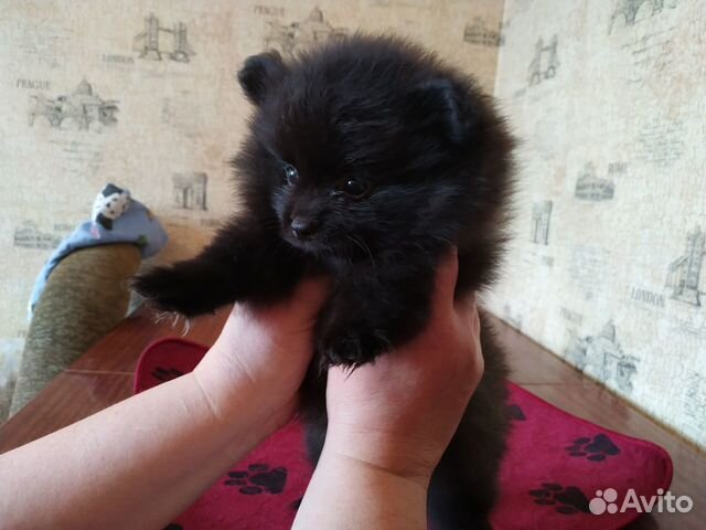 Продаю клубных щенков шпица