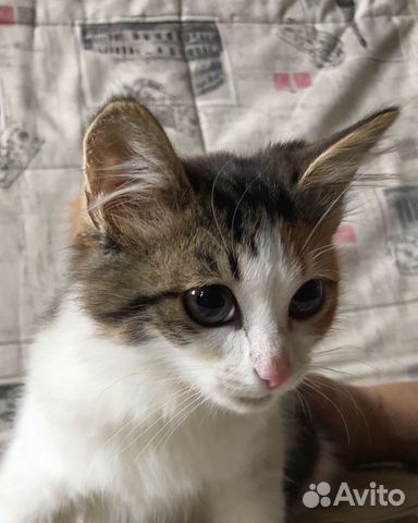 Котёнок Шерри девочка 3 месяца