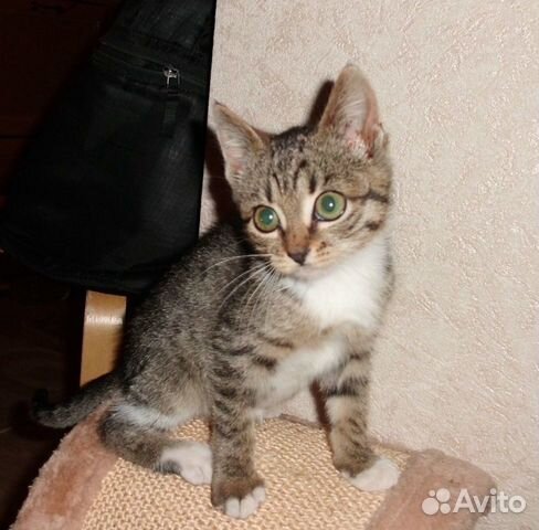Котенок Марсик от вислоухой мамочки в добрые руки