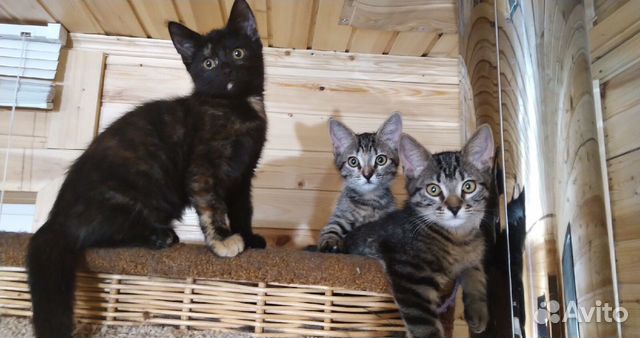 Котёнок