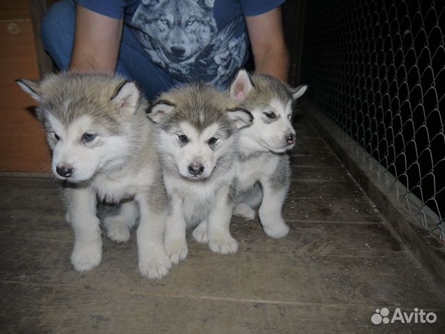 Щенки аляскинского маламута