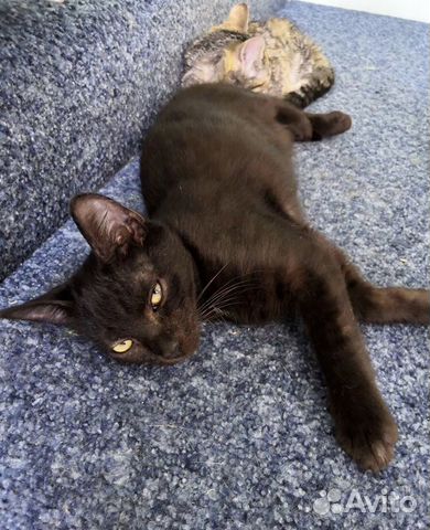 Черный кастрированный Котенок (кот, коты, котята