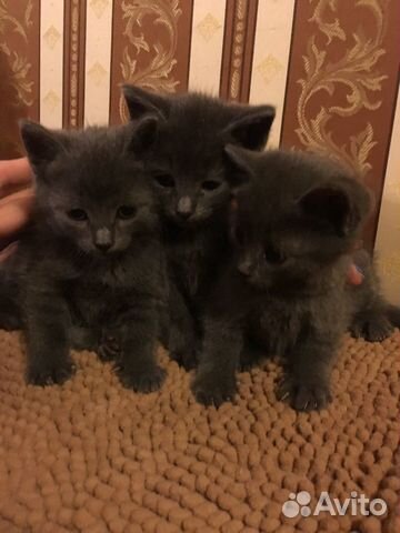 Котята1месяц