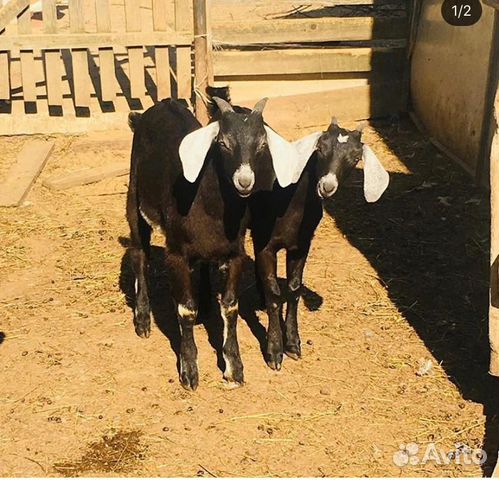Отдам в дар коз