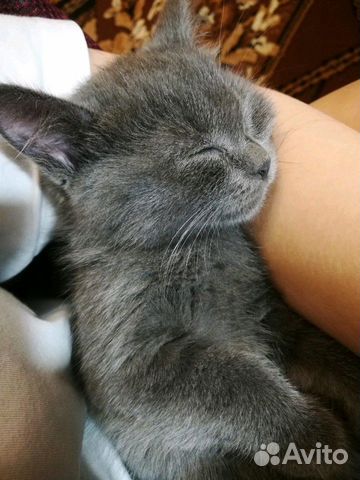 Шотландец котенок мальчик