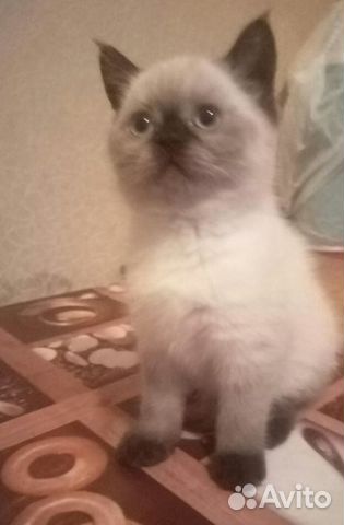 Британский котенок