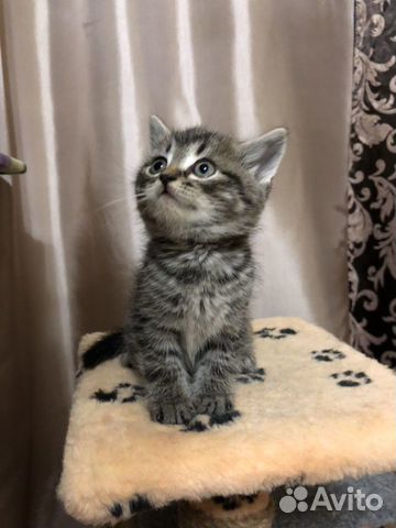Шотландские котята