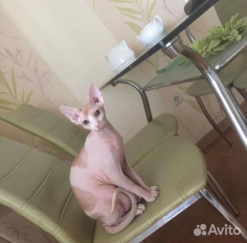 Сфинкс мальчик 8 мес. Кастрированный