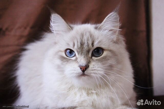 Сибирская невская маскарадная красавица