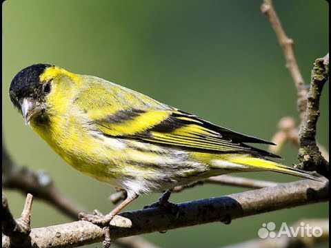 Чиж с клеткой