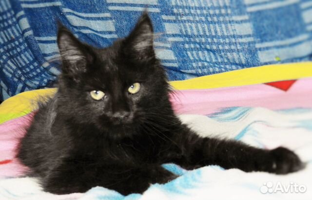 Чёрная пантерка,мейн-кун