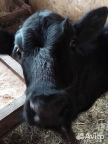 Корова и телка