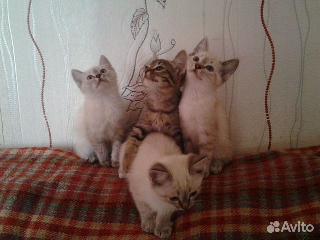 Сиамские котята