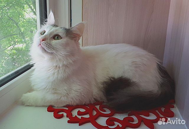 Платон ищет дом