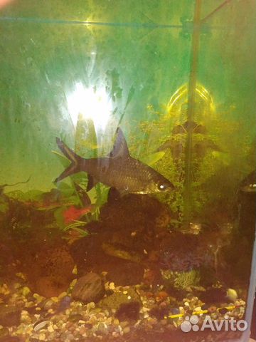 Акулий барбус