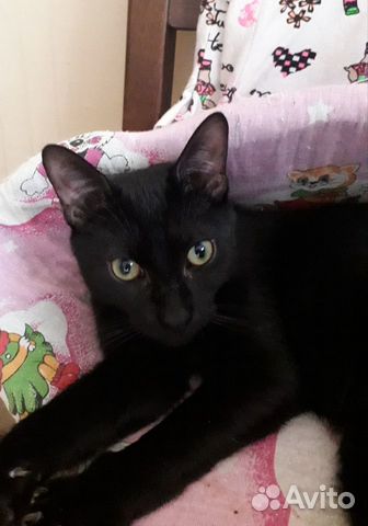 Юный Морис ищет дом