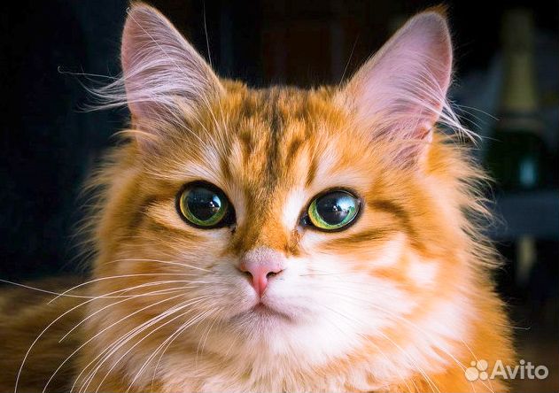 Продаются Очаровательные Сибирские Котята