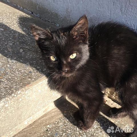 Котик, 3 месяца