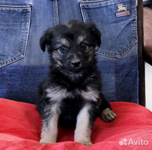 Щенок Вжик беспородный